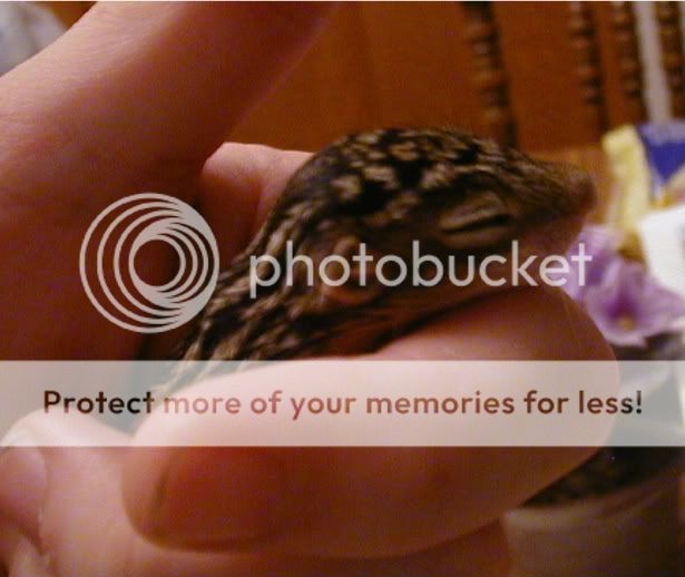 newly found baby striped gopher
