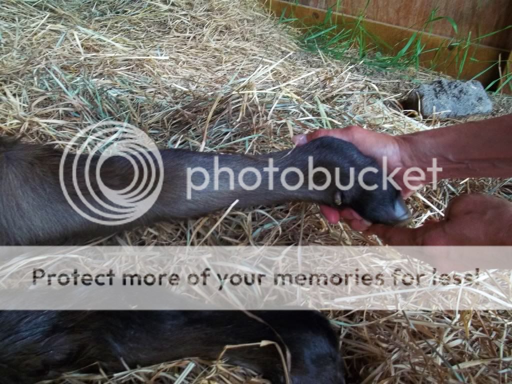 Contracted Tendons/Knuckling Over | CattleToday.com - Cattle, Cow ...